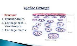 cartilage and bone histology. Microscopic anatomy | PDF