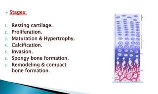 cartilage and bone histology. Microscopic anatomy | PDF