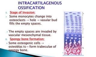 cartilage and bone histology. Microscopic anatomy | PDF