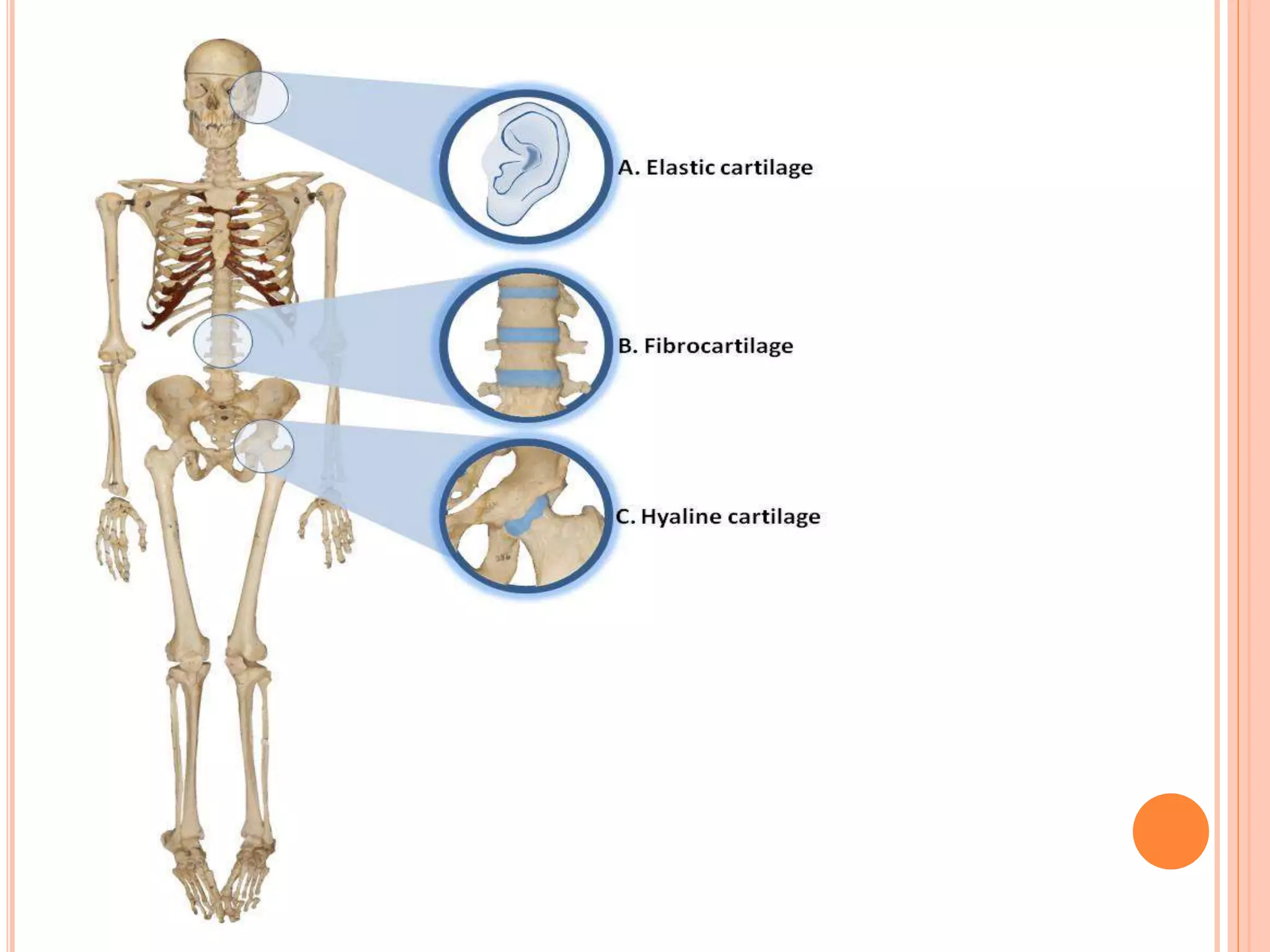 Cartilage and its types | PPTX
