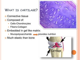 Cartilage and its types | PPTX