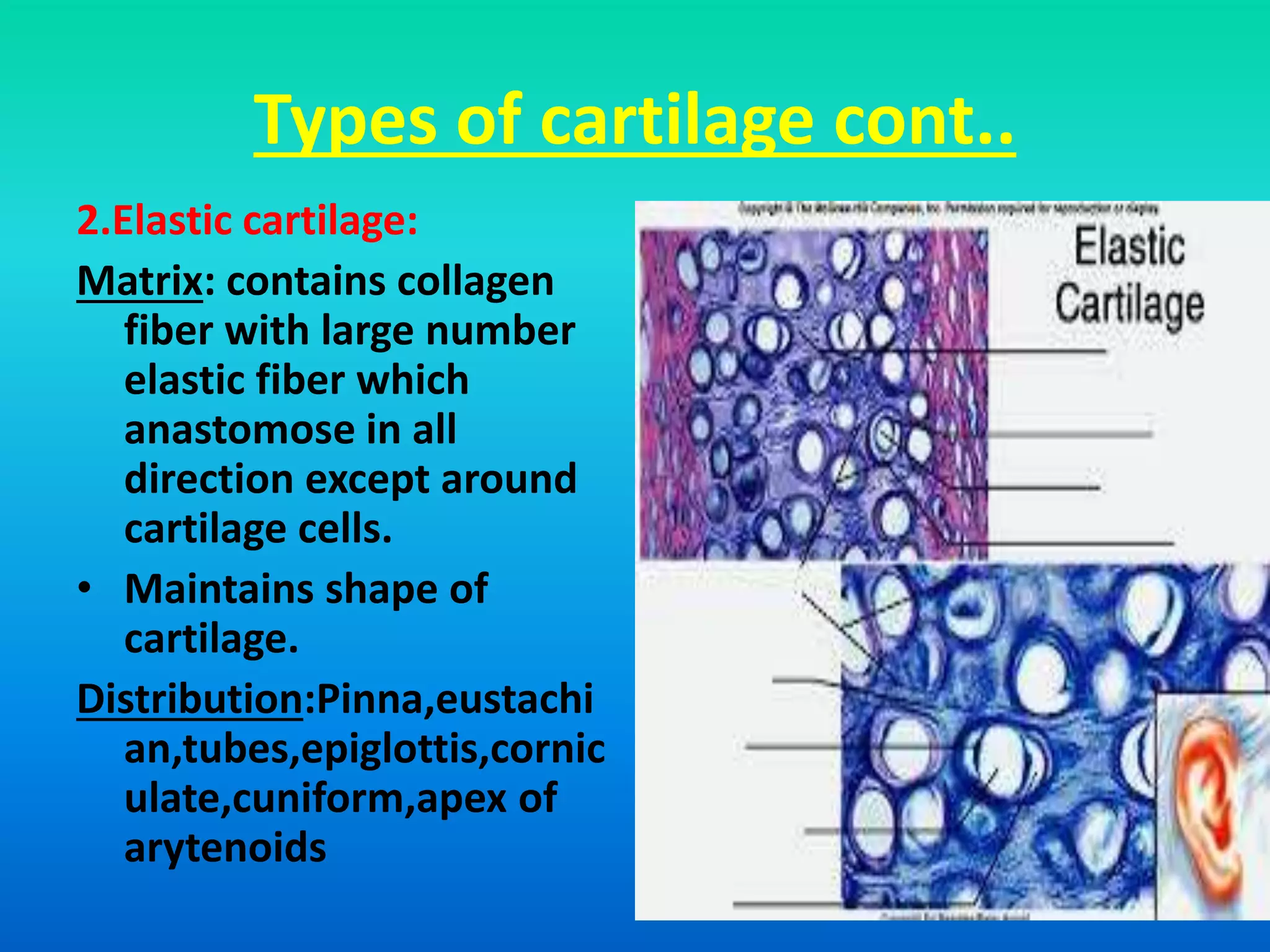 Cartilage and joints | PPTX