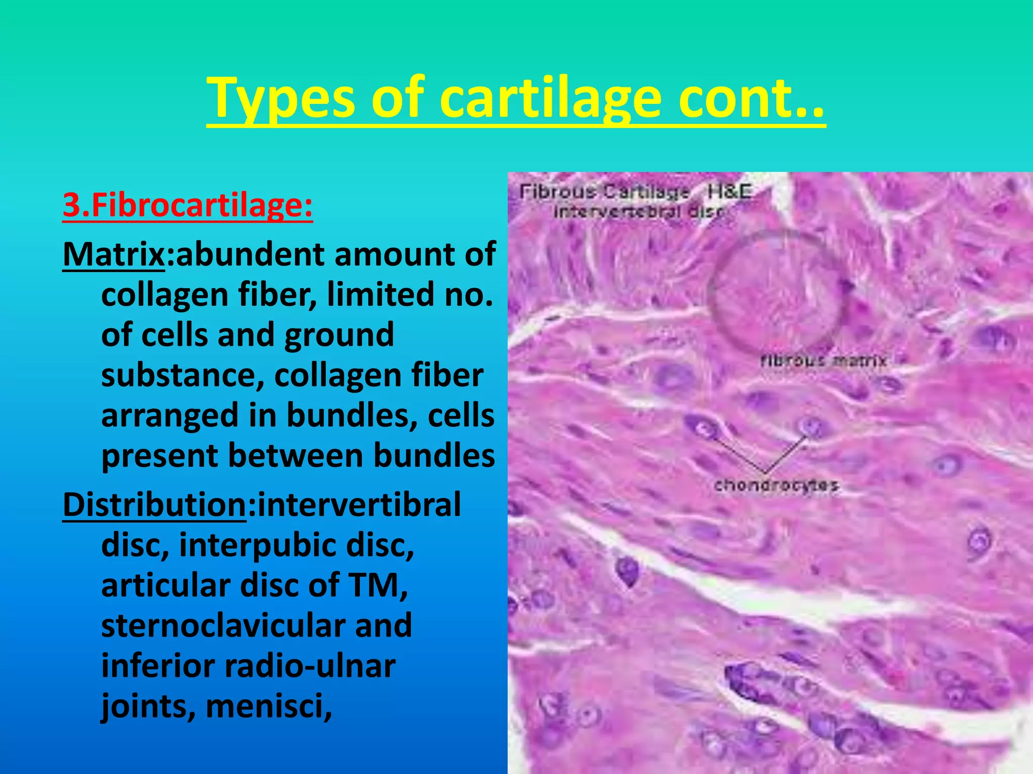Cartilage and joints | PPTX