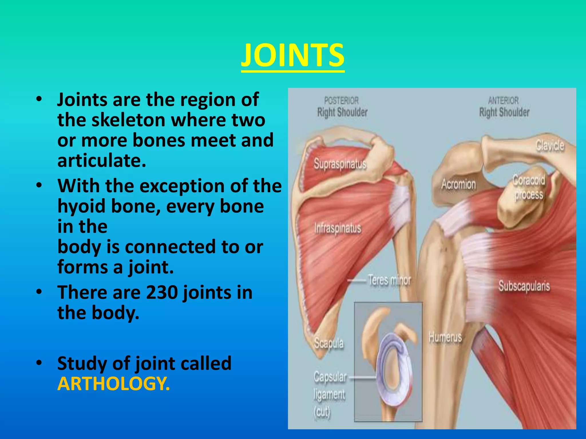 Cartilage and joints | PPTX