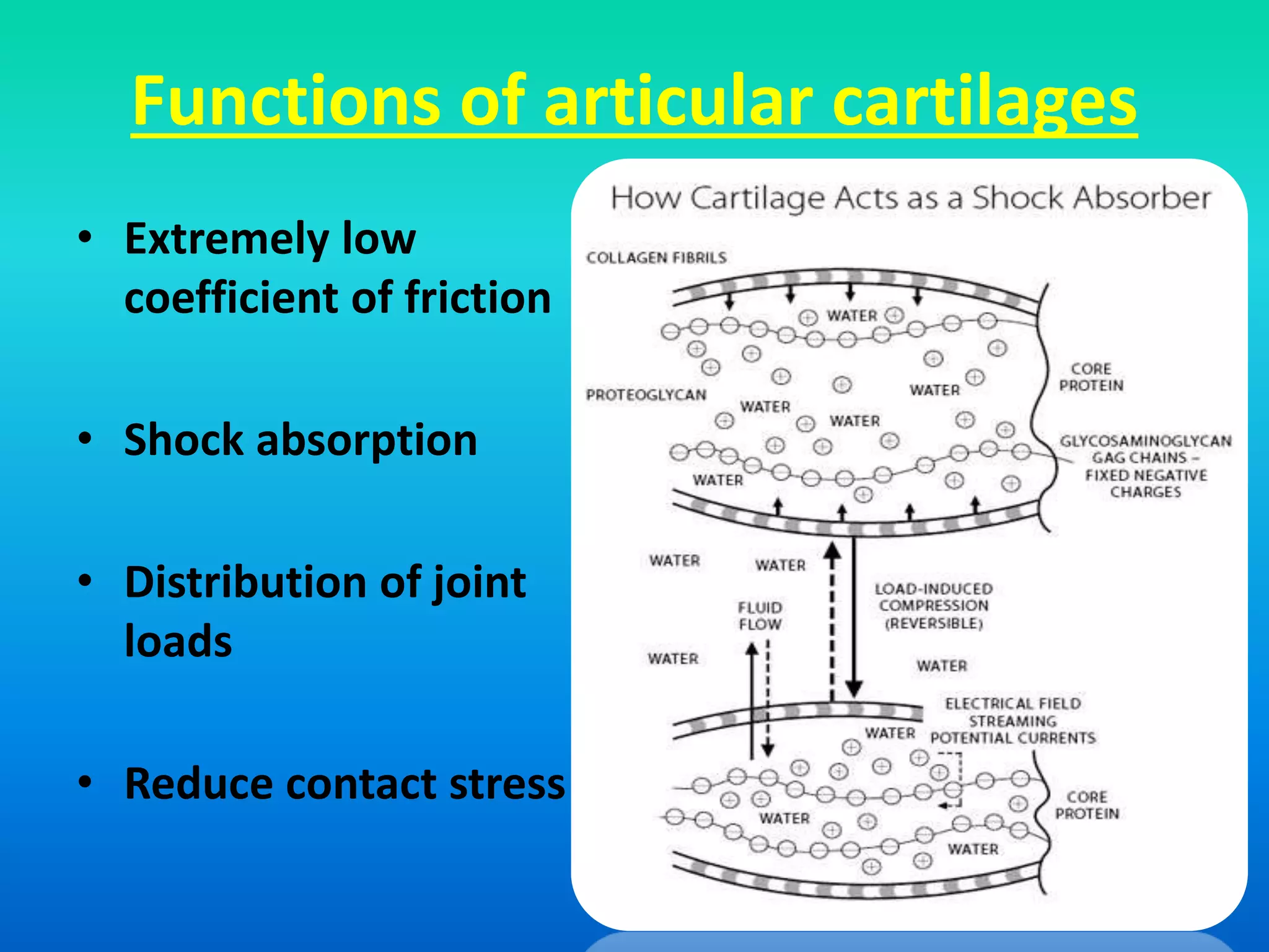 Cartilage and joints | PPTX