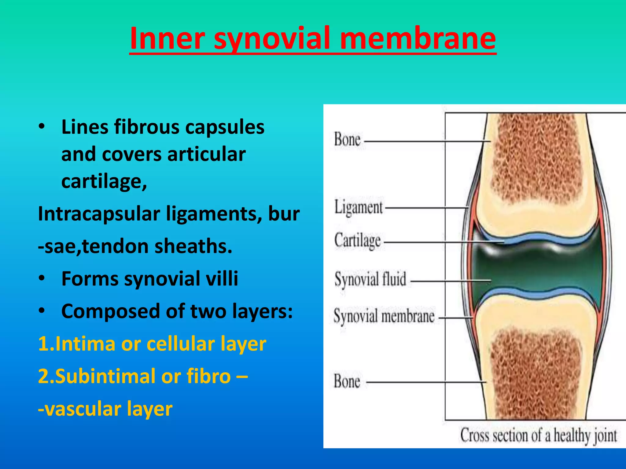 Cartilage and joints | PPTX