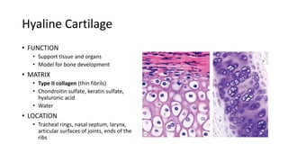 Cartilage_[Autosaved].pptx