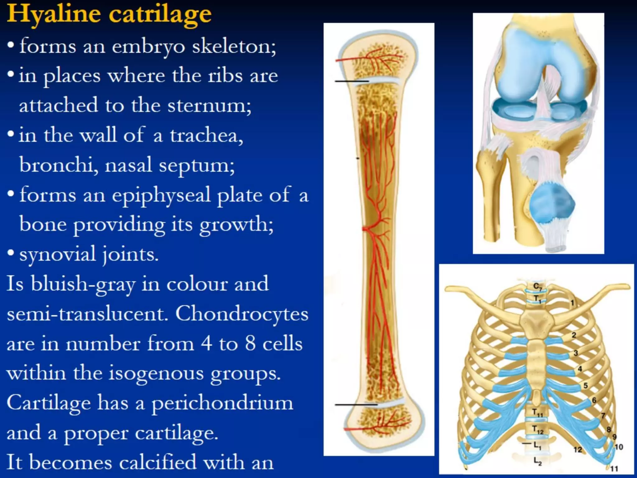 Cartilage & bone | PDF