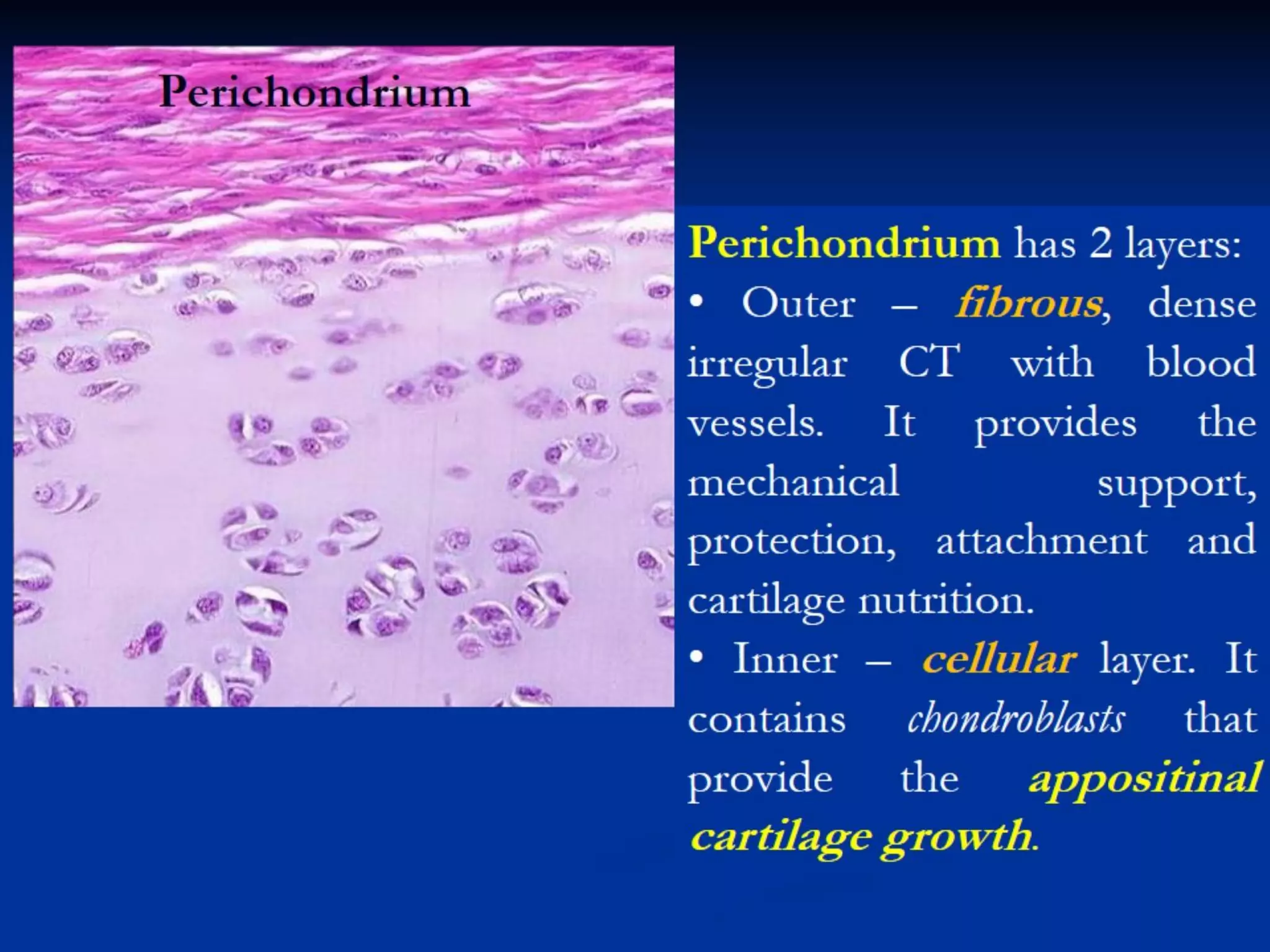 Cartilage And Bone Pdf