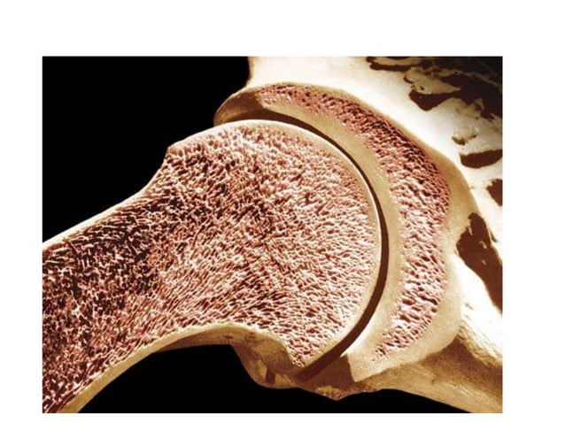 Cartilage&_Bone.pptx
