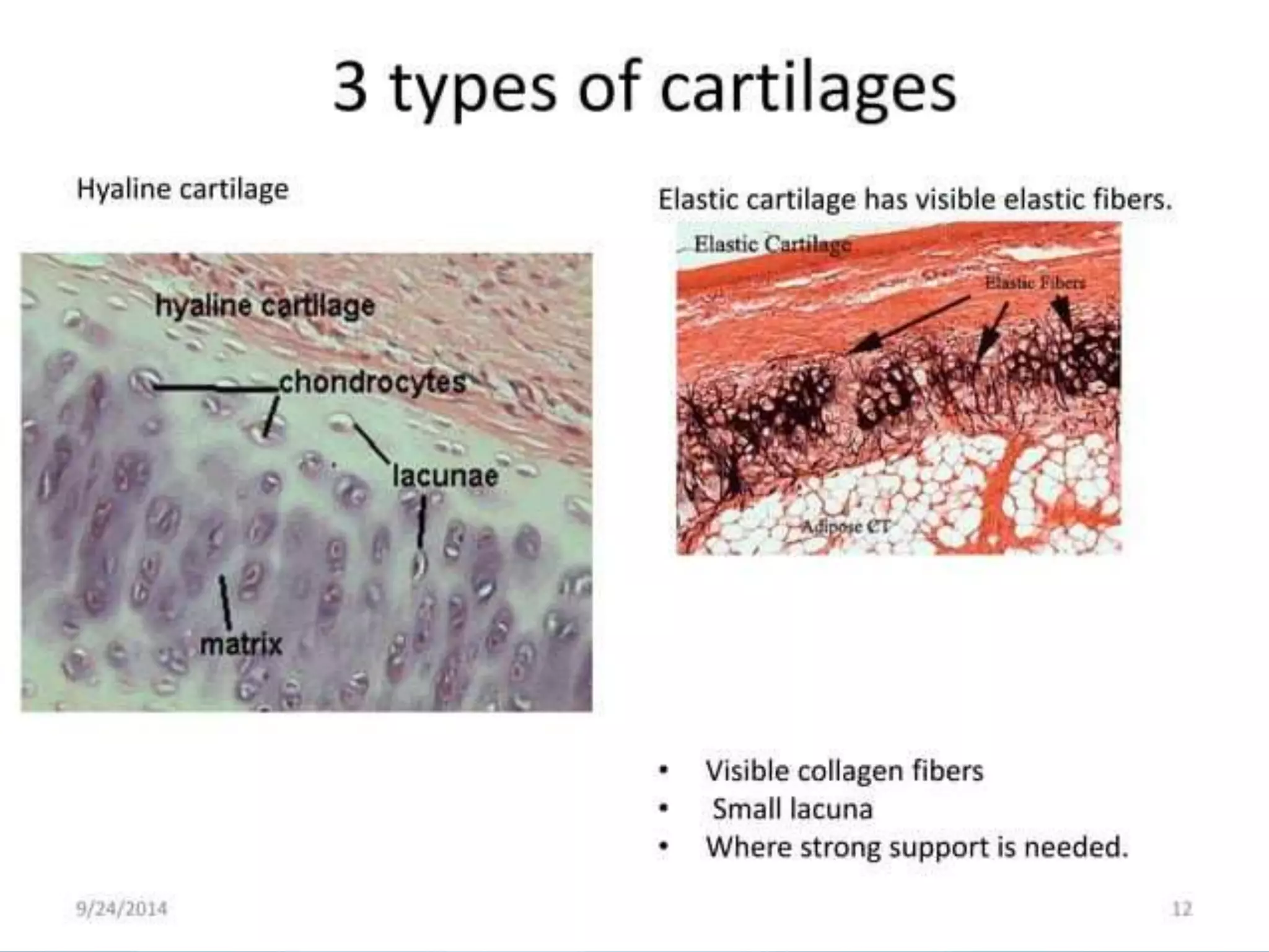 Cartilage&_Bone.pptx