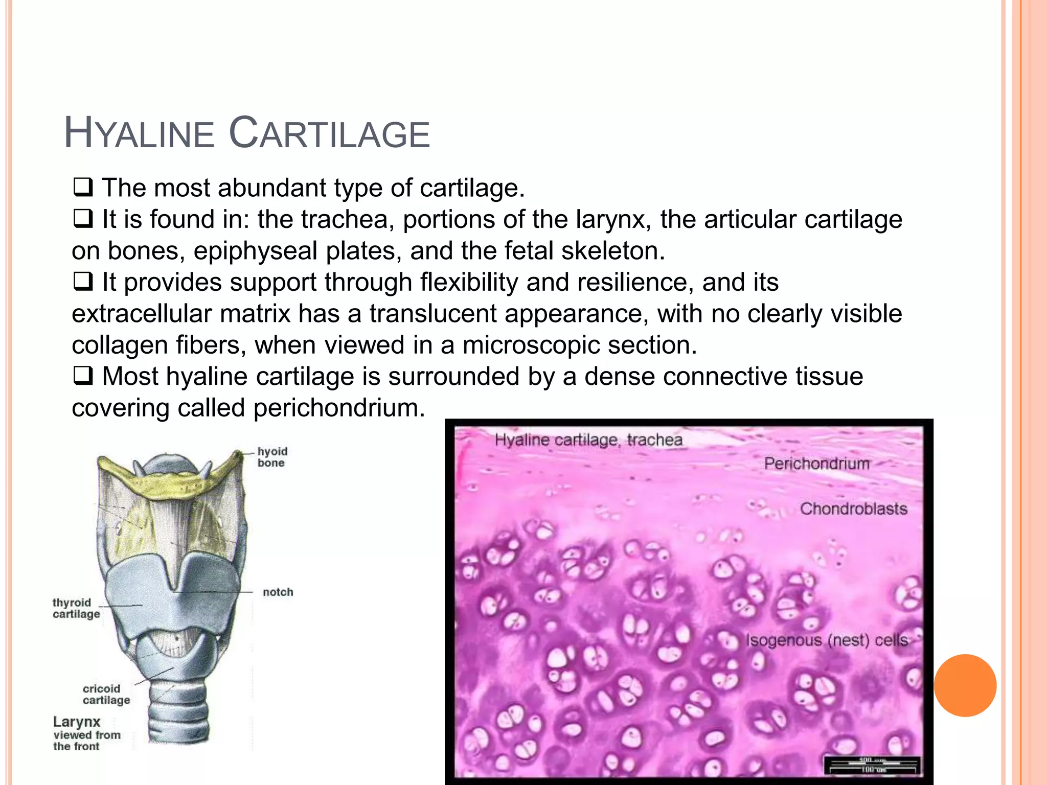 Cartilage & bone connective tissue | PPTX