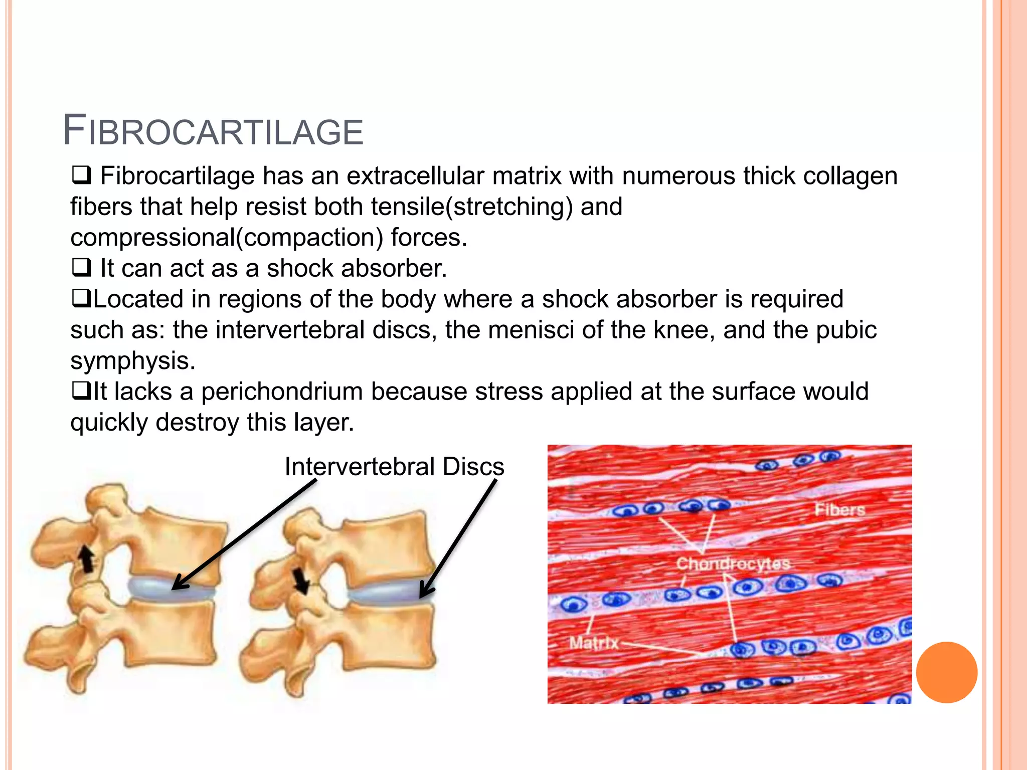 Cartilage & bone connective tissue | PPTX