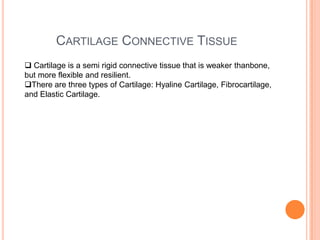 Cartilage & bone connective tissue | PPTX