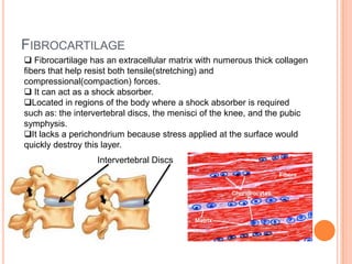 Cartilage & bone connective tissue | PPTX