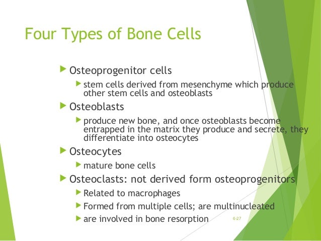 Cartilage bone ct Cartilage bone ct