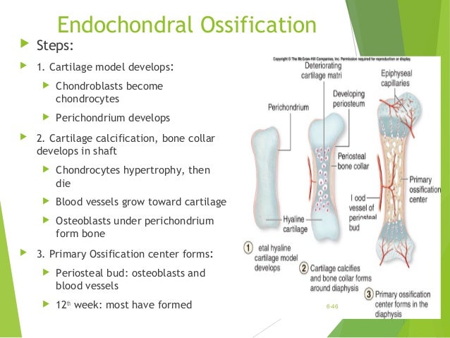 Endochondral Formation