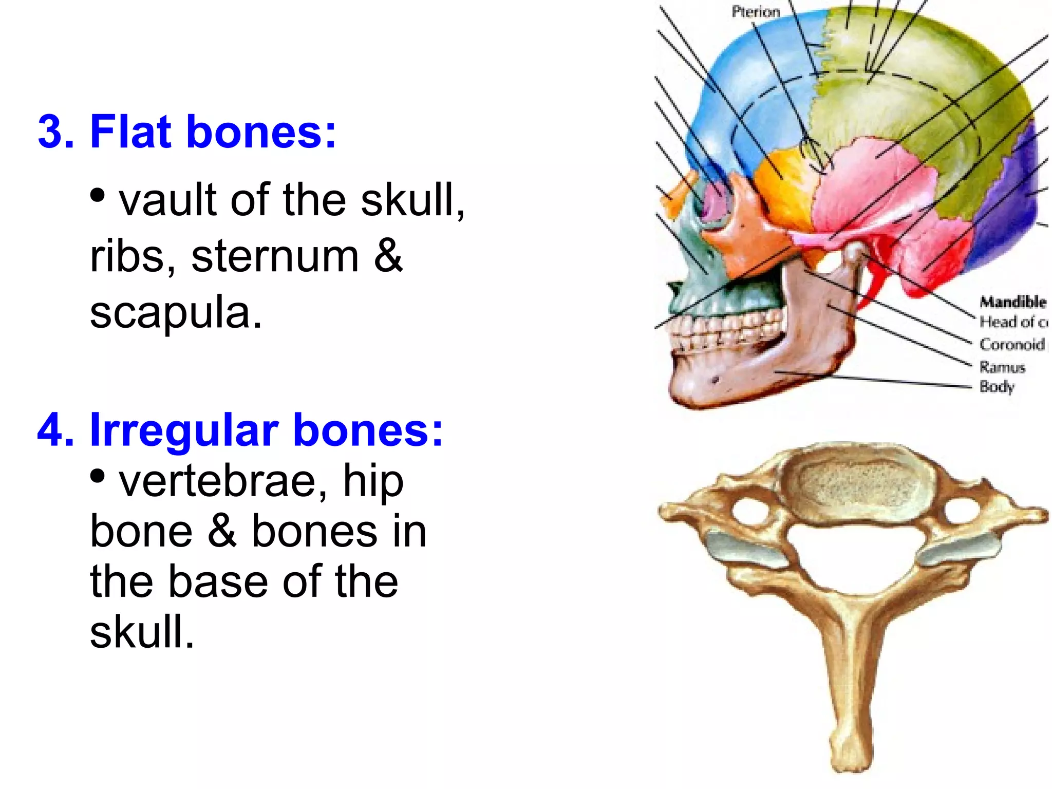 Cartilage & bone, mbbs 1st year | PPT