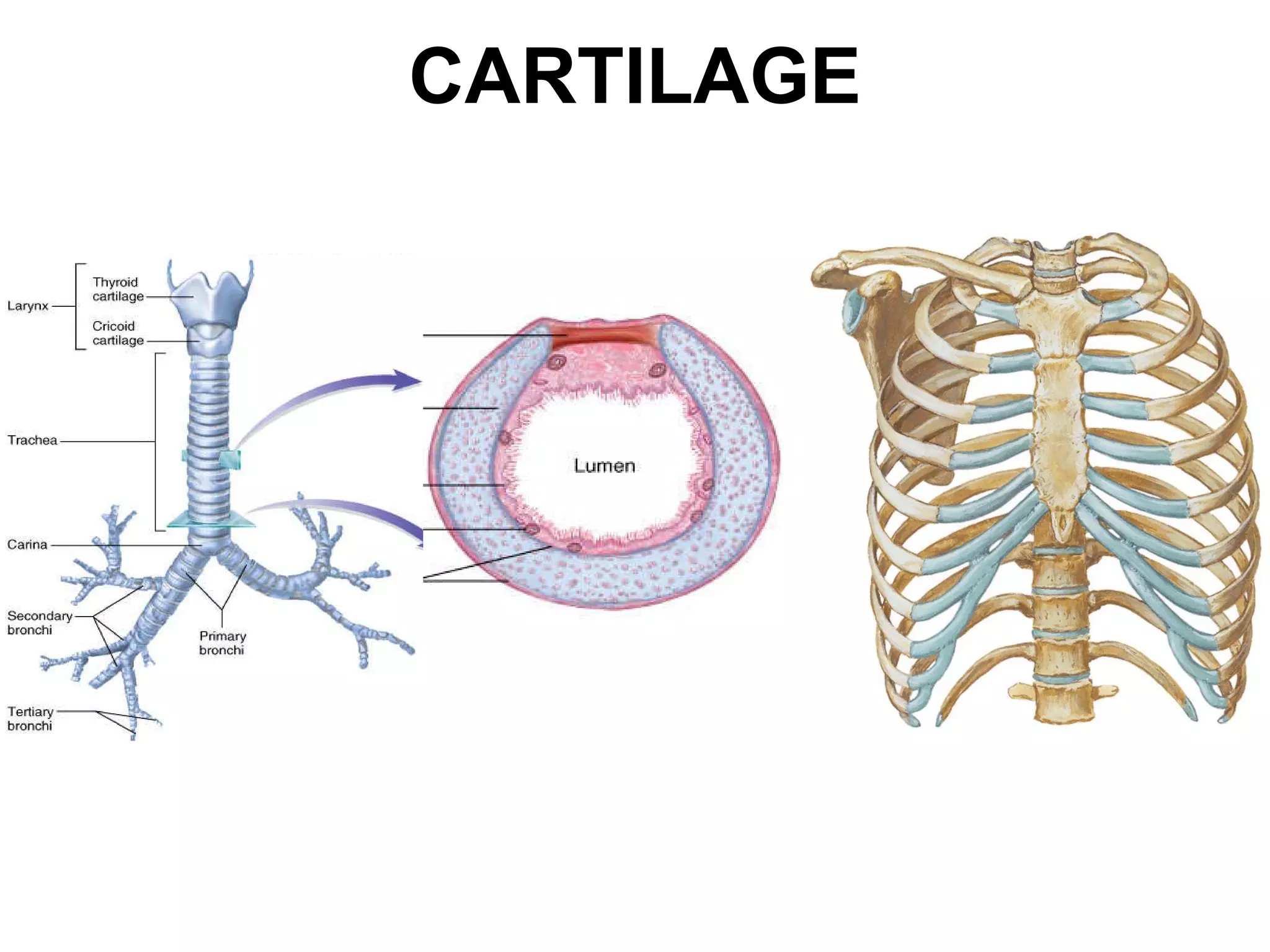 Cartilage & bone, mbbs 1st year | PPT