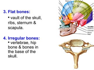 Cartilage & bone, mbbs 1st year | PPT