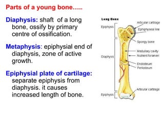 Cartilage & bone, mbbs 1st year | PPT
