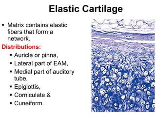 Cartilage & bone, mbbs 1st year | PPT