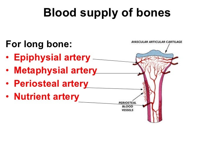Cartilage & bone, mbbs 1st year