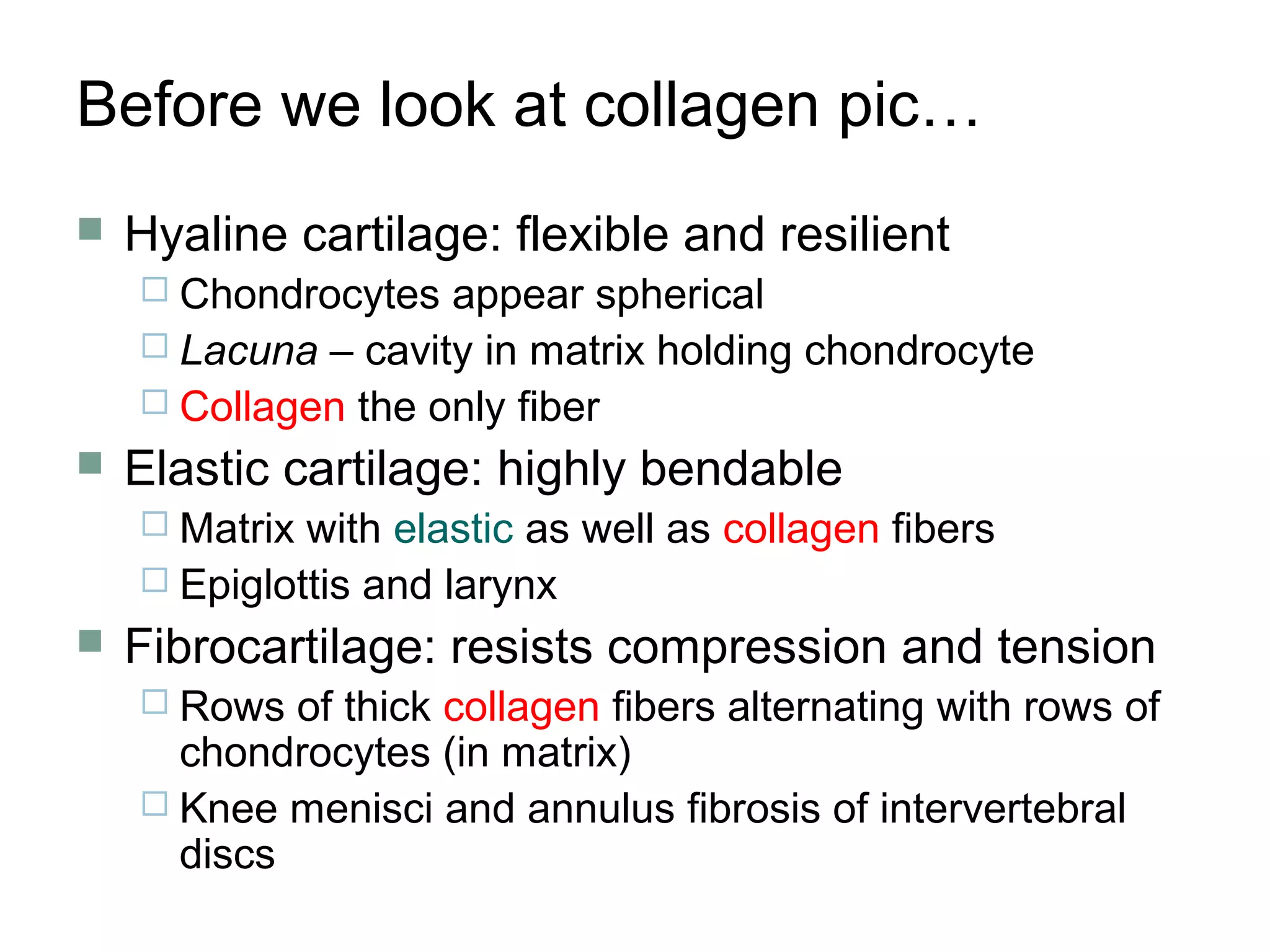 Cartilage & bones | PPT