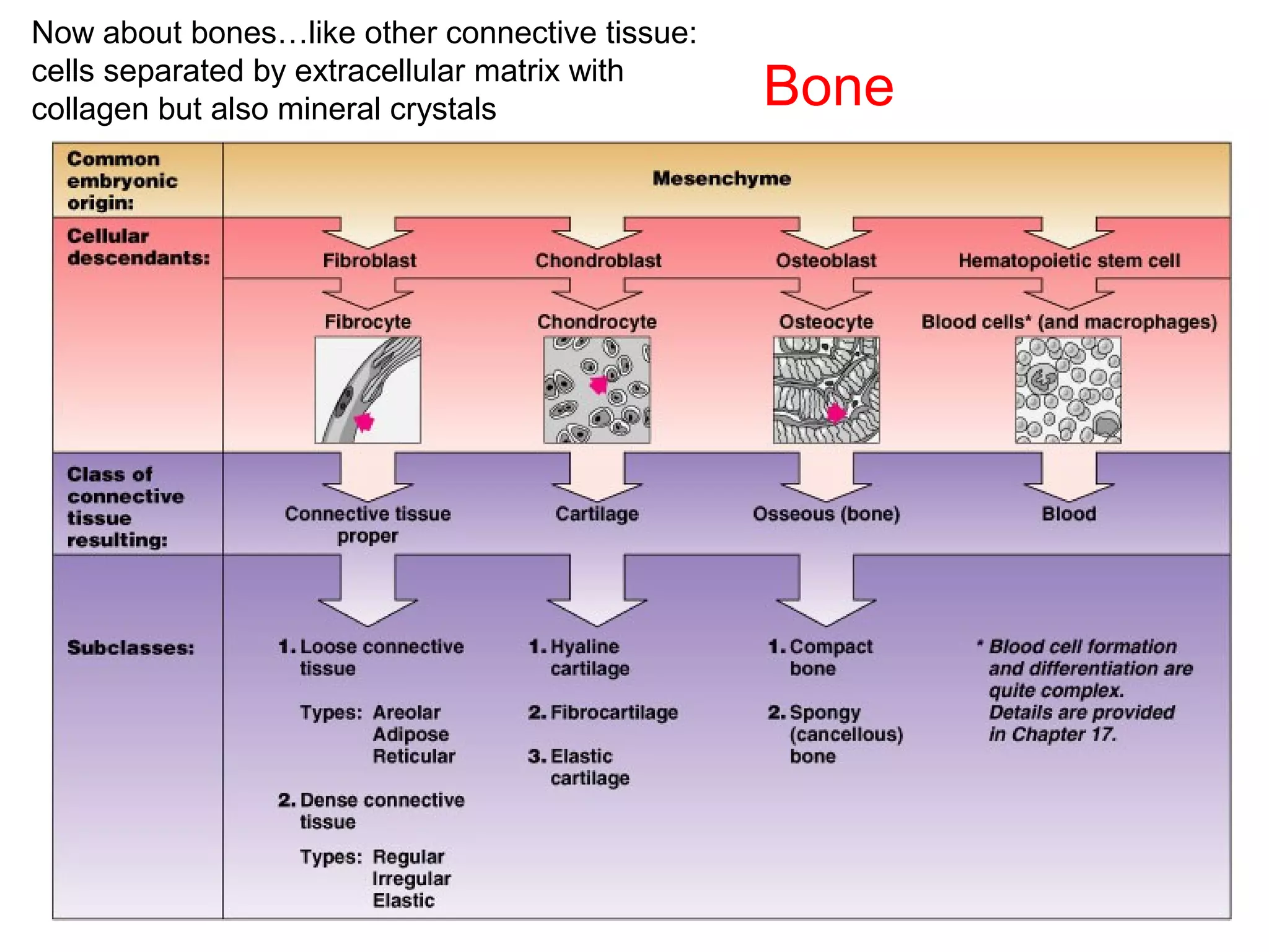 Cartilage & bones | PPT