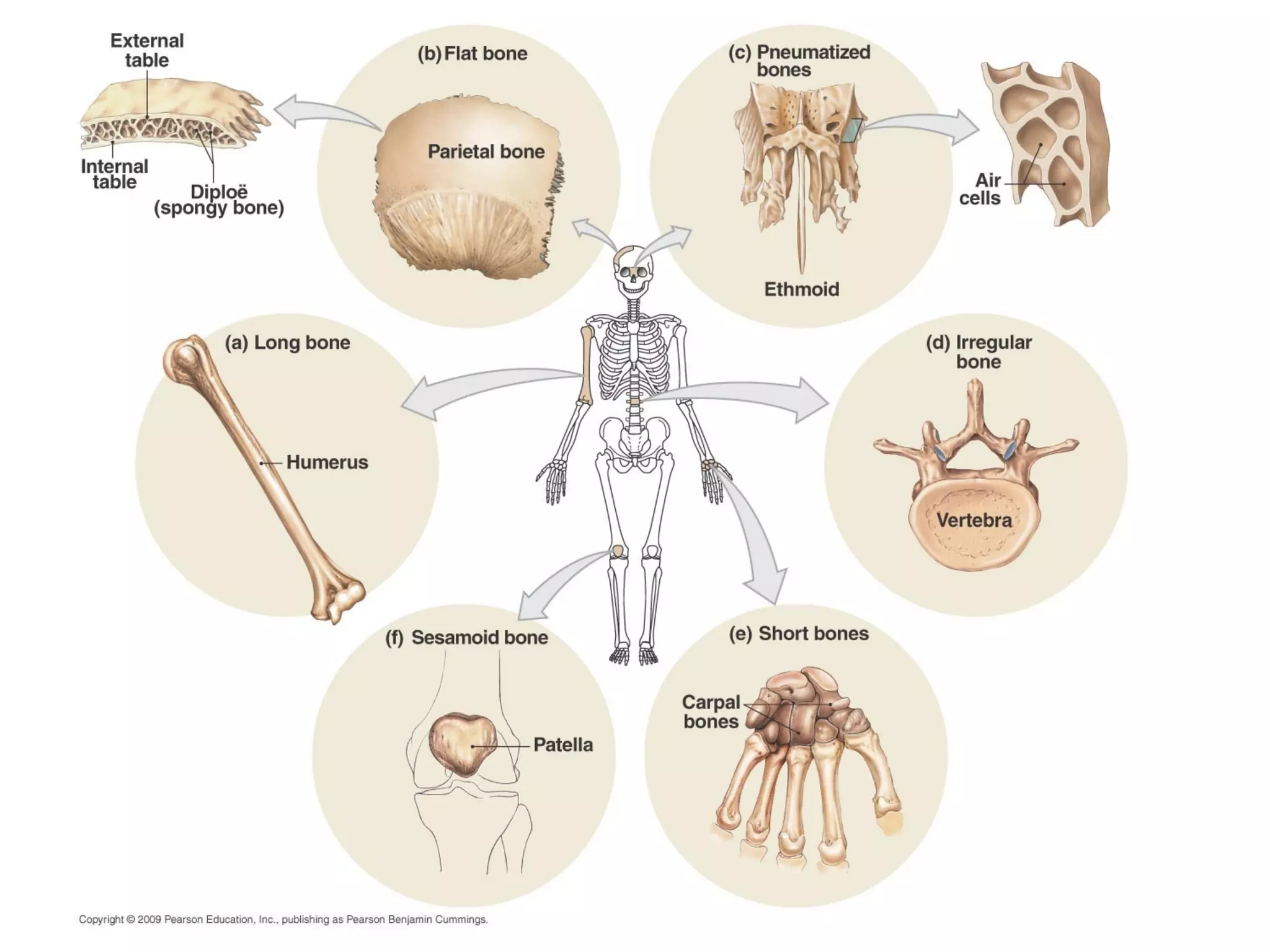 Cartilage & bones | PPT