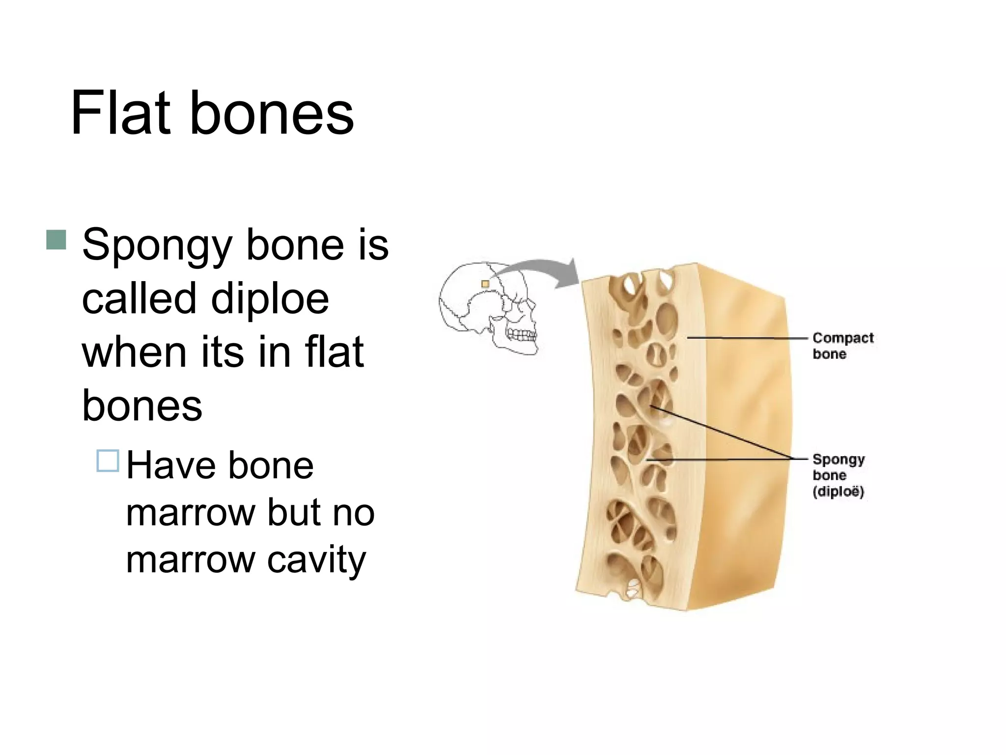 Cartilage & bones | PPT