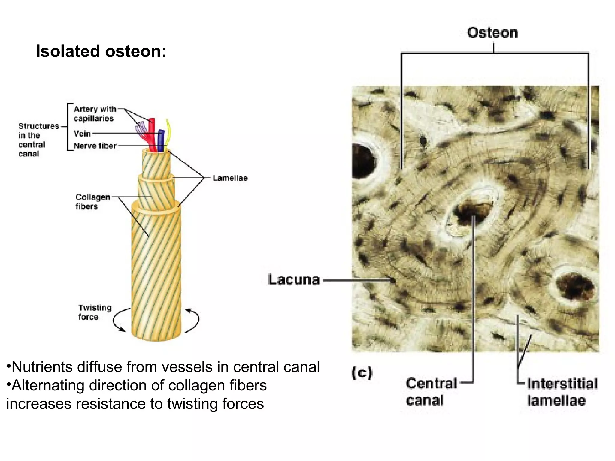 Cartilage & bones | PPT