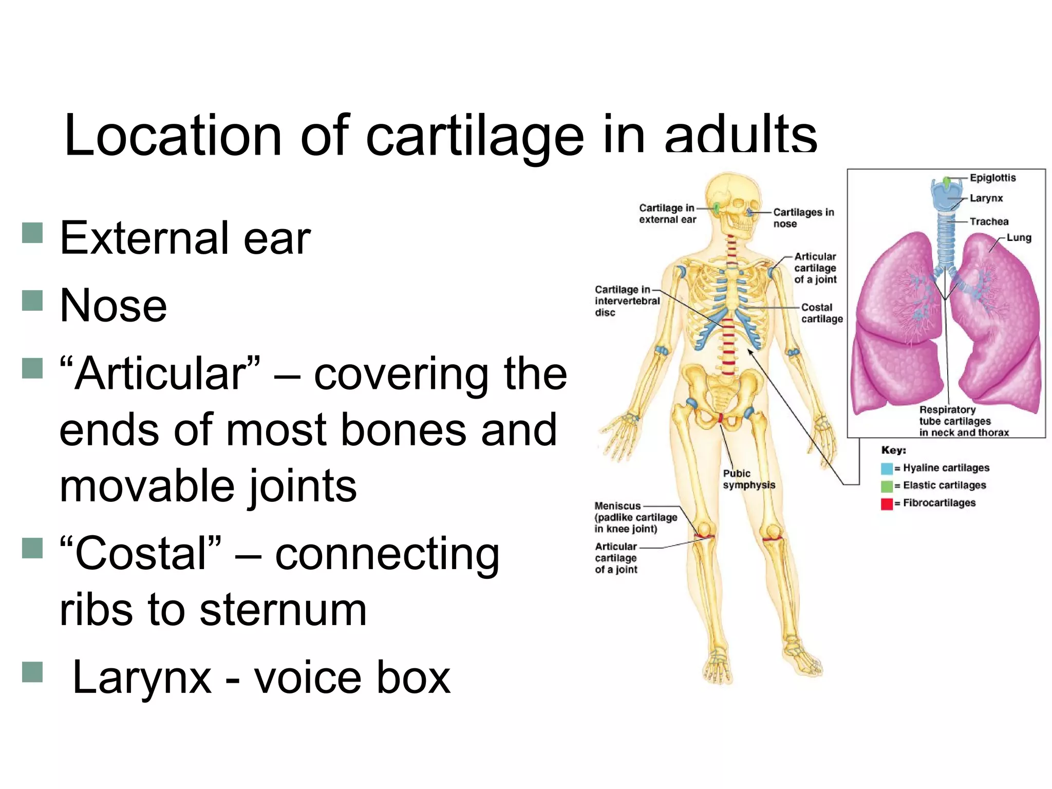Cartilage & bones | PPT