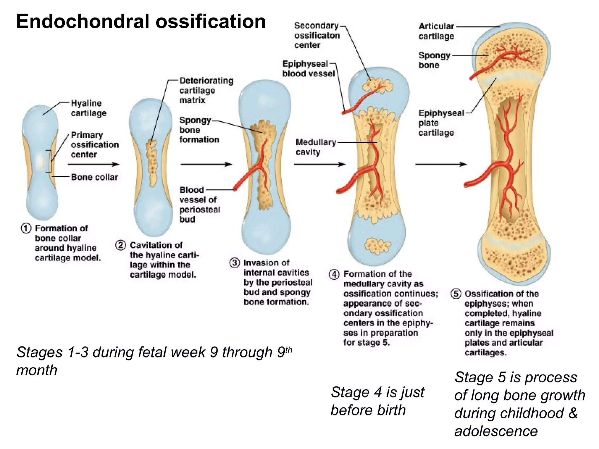 Cartilage & bones | PPT