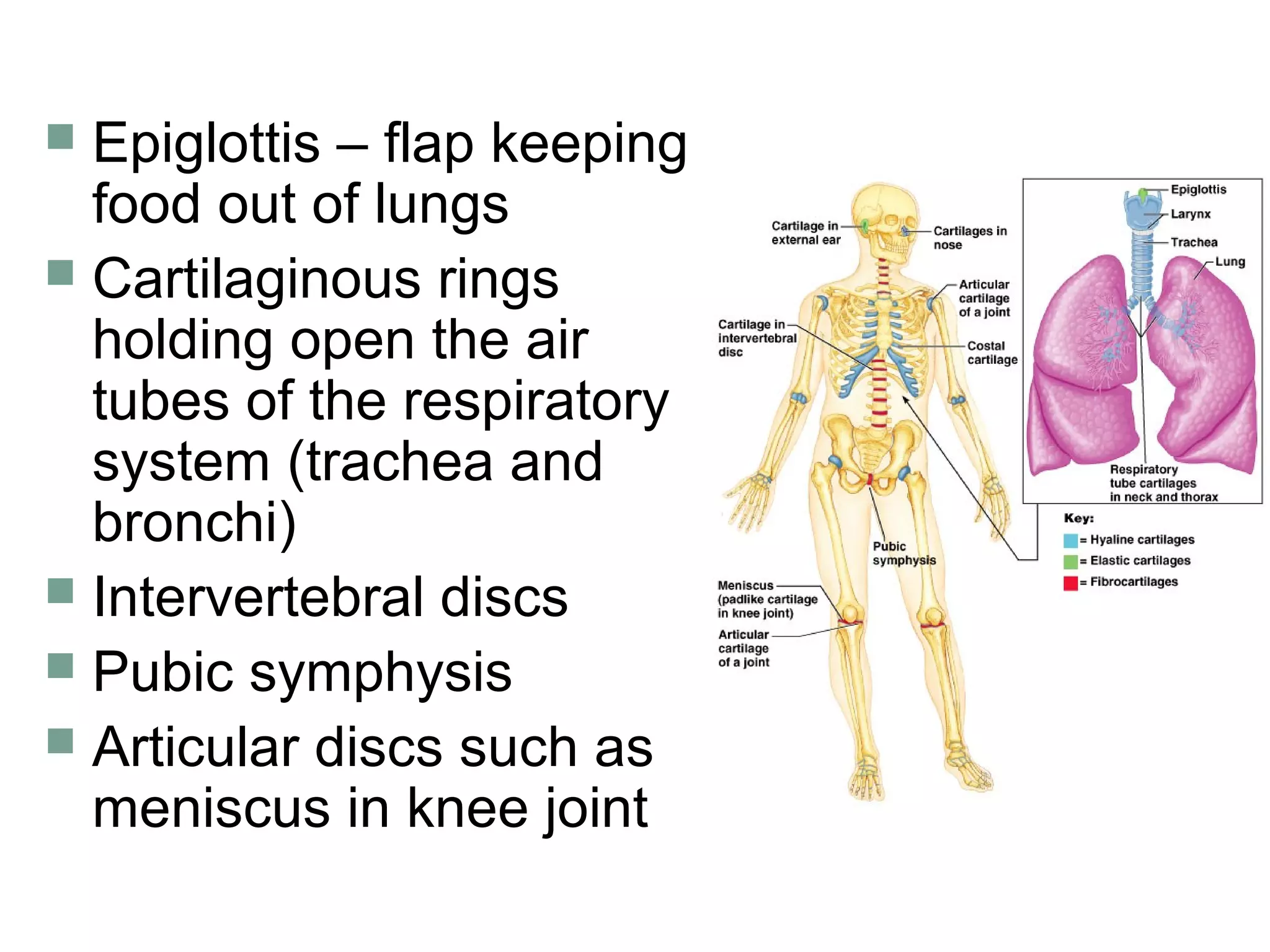 Cartilage & bones | PPT