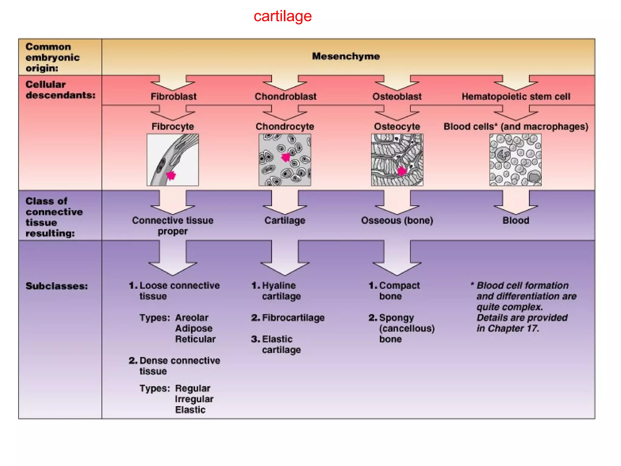 Cartilage & bones | PPT