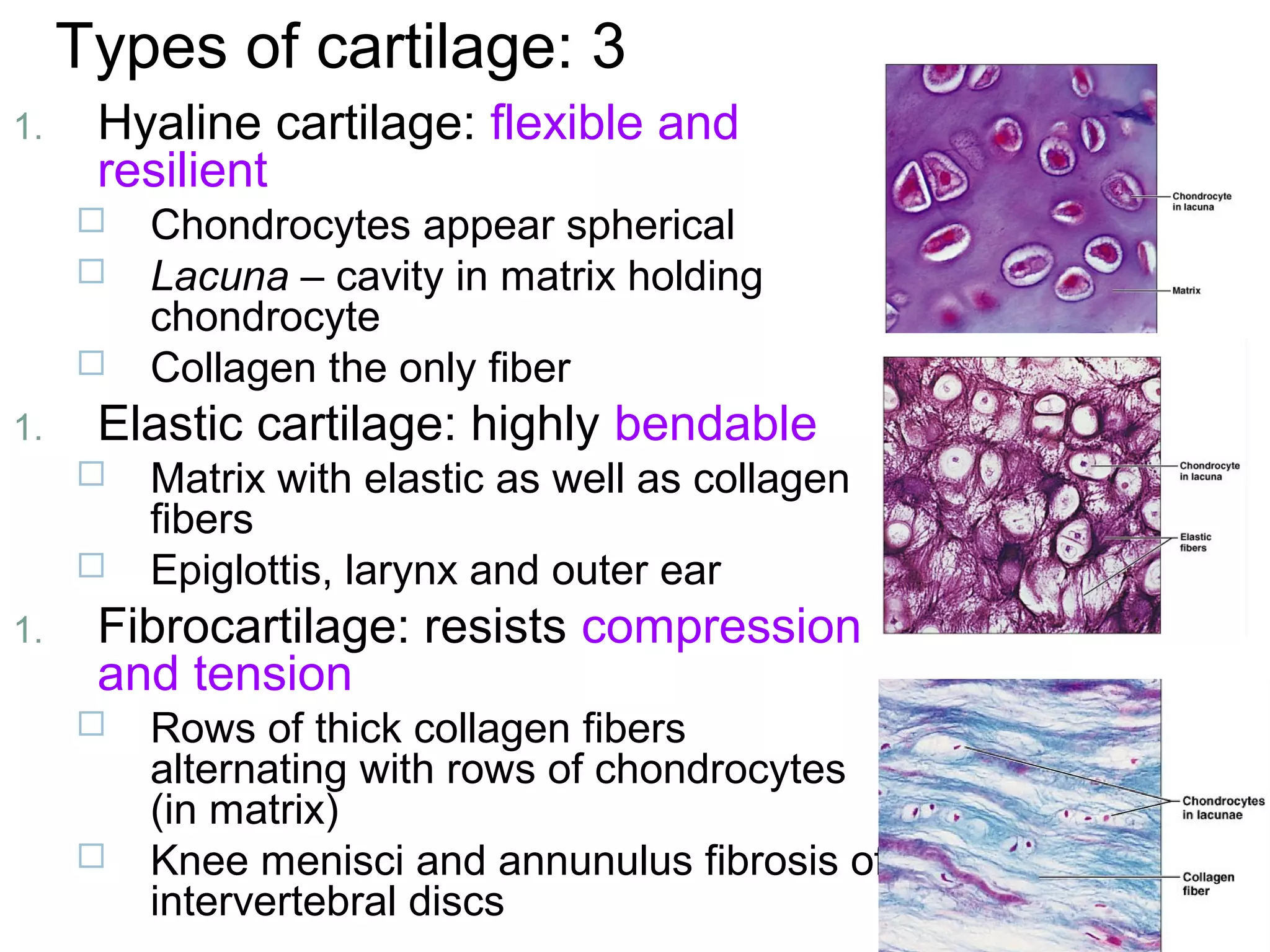Cartilage & bones | PPT