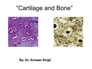 Cartilage & bones | PPT