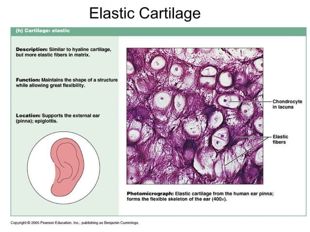 Cartilage & bones | PPT