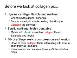 Cartilage & bones | PPT
