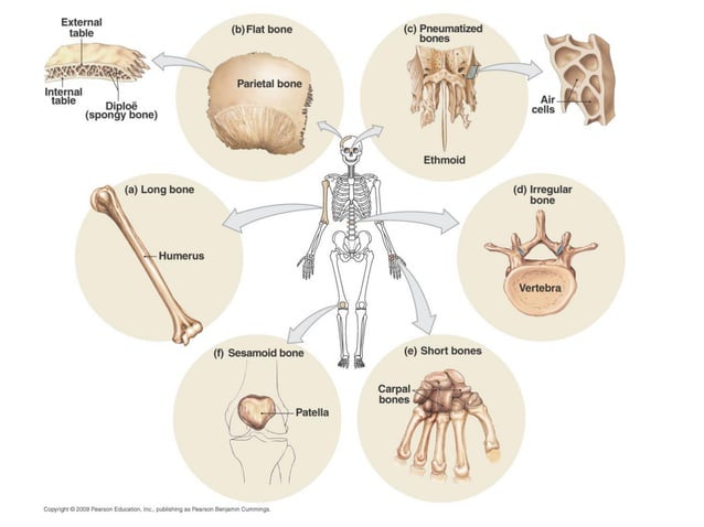Cartilage & bones | PPT