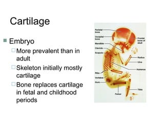Cartilage & bones | PPT