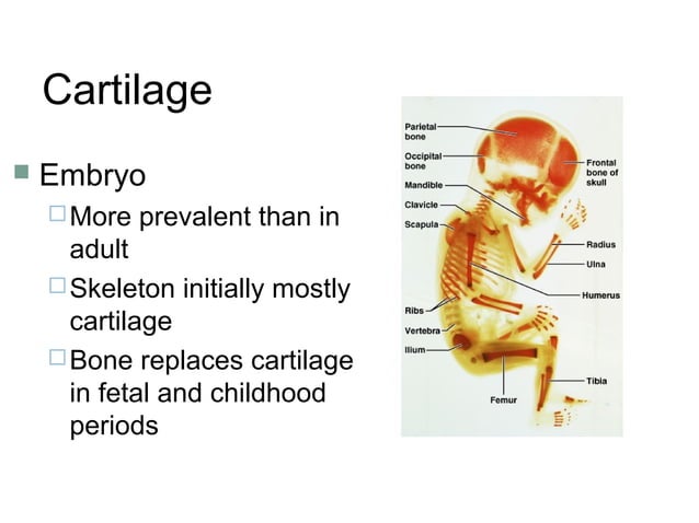 Cartilage & bones | PPT