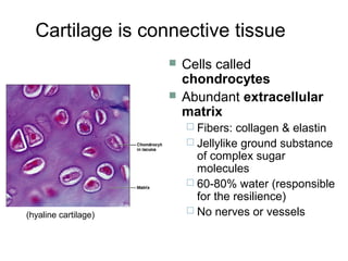 Cartilage & bones | PPT