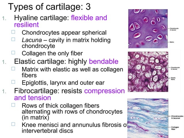 Cartilage & bones | PPT