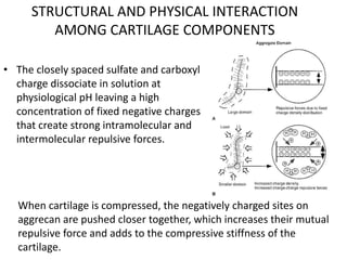 Cartilage by sunil | PPTX