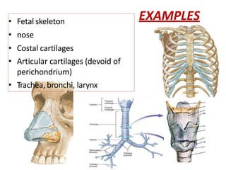 cartilagedr-190528154146.pptx