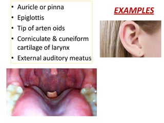 cartilagedr-190528154146.pptx
