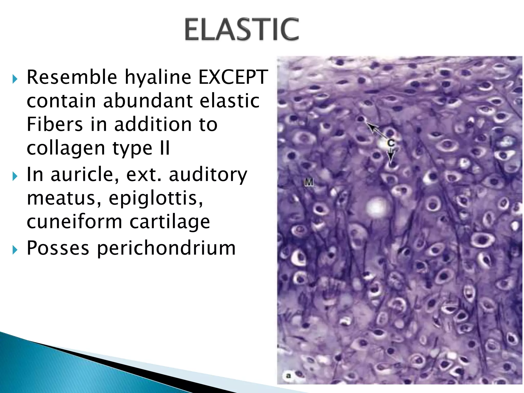 cartilage histology (2).pptx