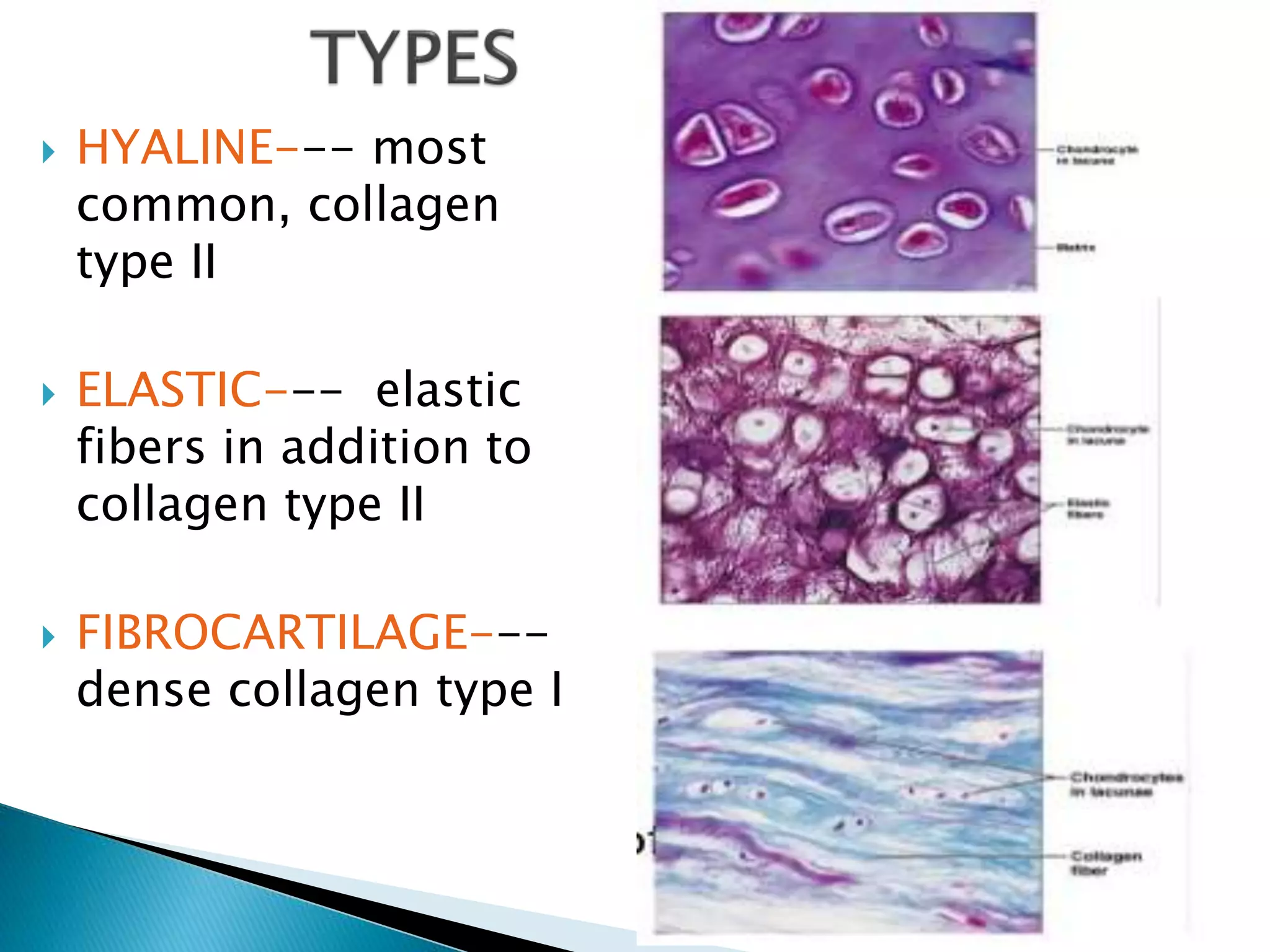cartilage histology (2).pptx